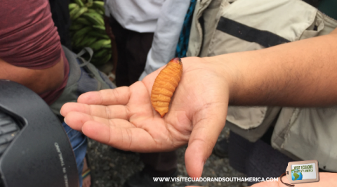 Chontacuro a delicacy from the Amazon Rainforest, Ecuador - Visit ...