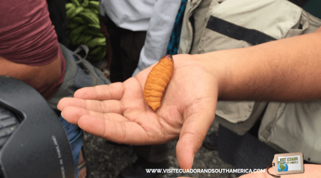 Chontacuro a delicacy from the Amazon Rainforest, Ecuador - Visit ...