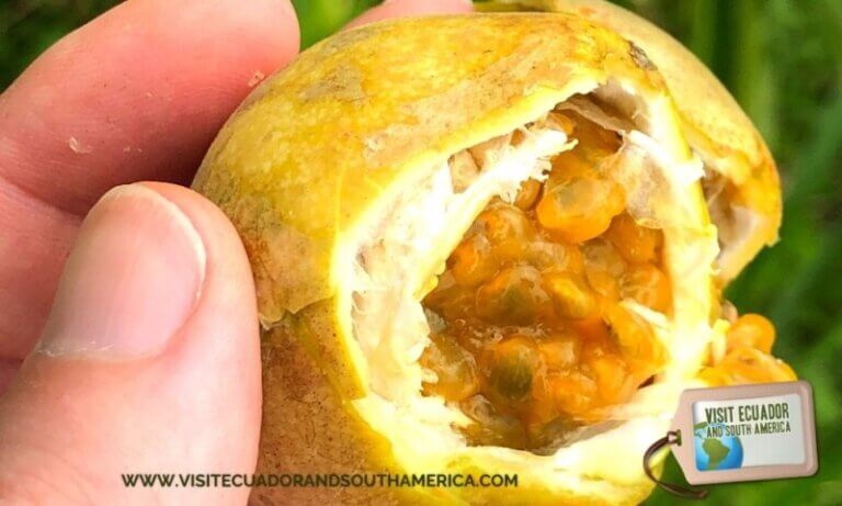 Top 7 exotic fruits to taste in Ecuador - Visit Ecuador and South America