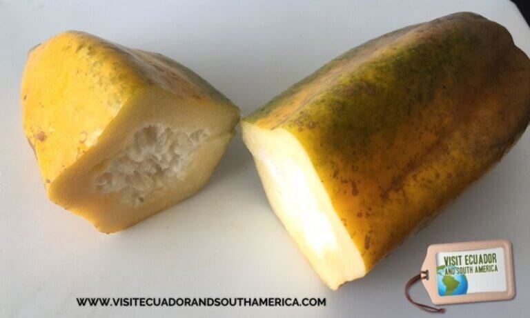 Ecuadorian fruit: babaco