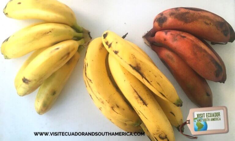 Ecuadorian fruit: banana - Ecuador