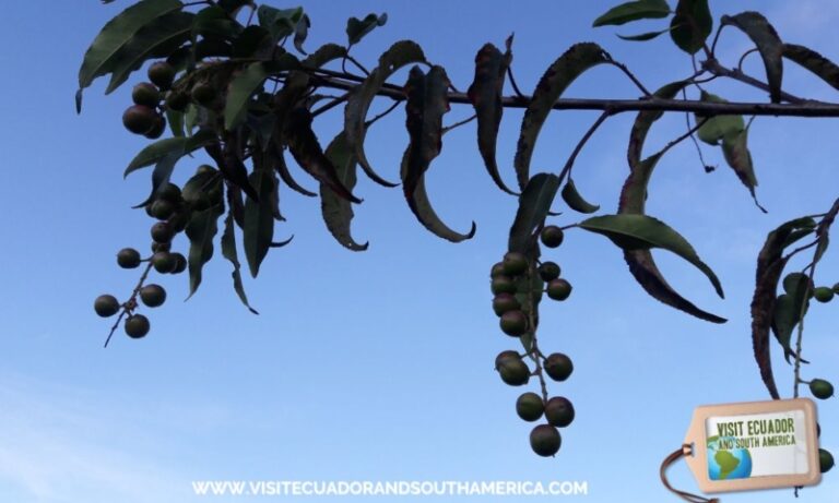 Capuli: A Unique Fruit to Taste in Ecuador