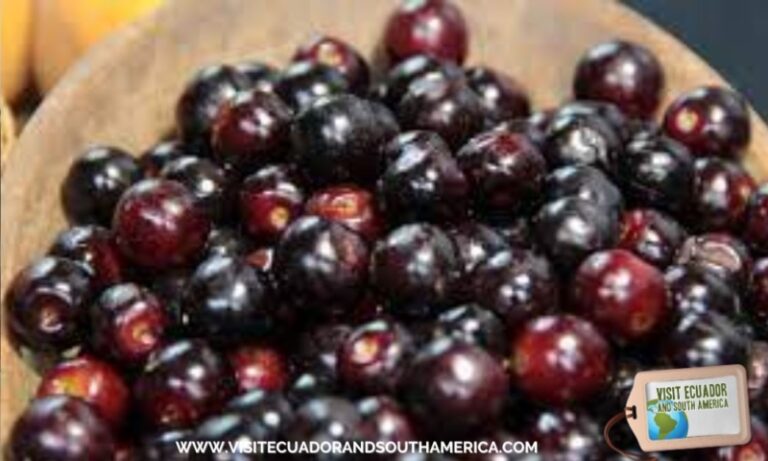 Capuli: A Unique Fruit to Taste in Ecuador
