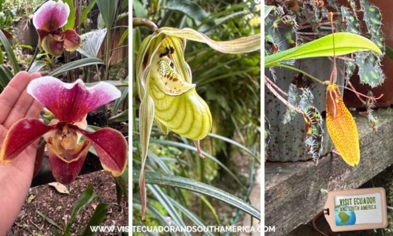 Things to do in Mindo: Orchid Garden Tour - Visit Ecuador and South America
