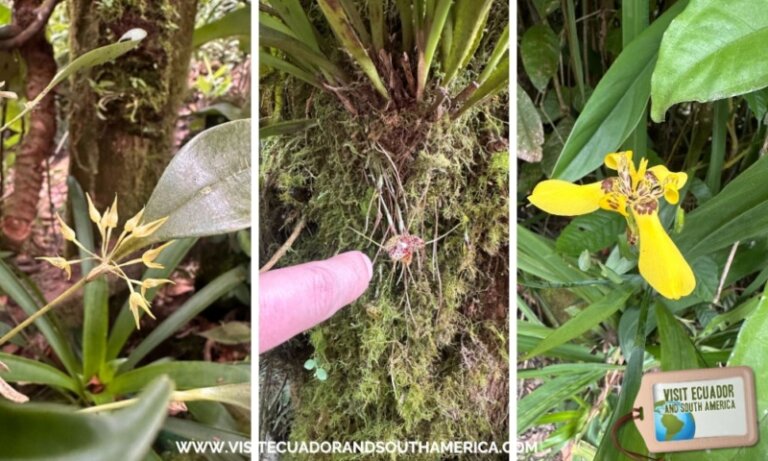 Things to do in Mindo: Orchid Garden Tour - Visit Ecuador and South America